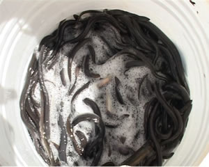 Охридското Езеро да се порибува со женска јагула | Портал ТВМ