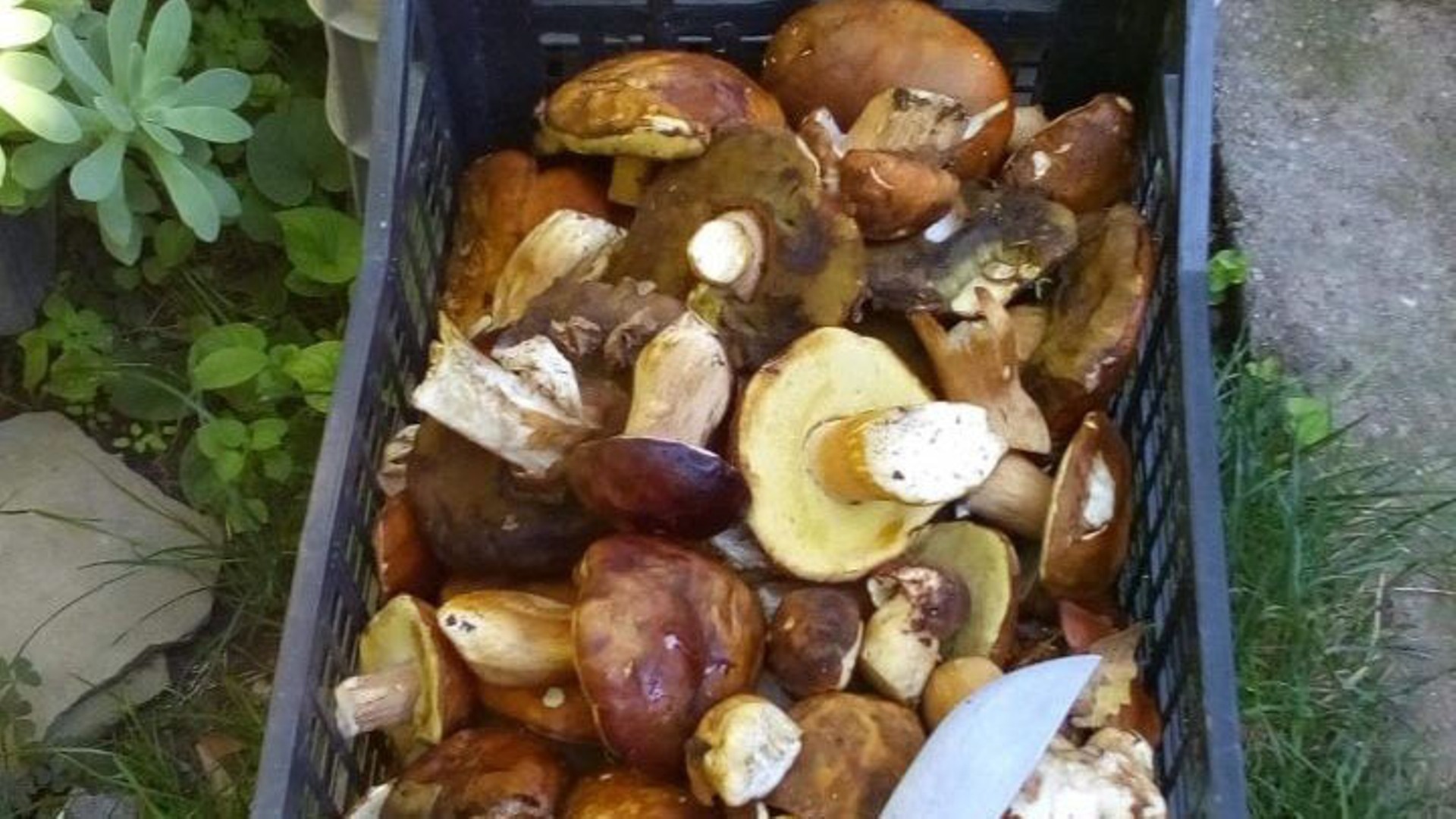 Труење со отровни печурки во Србија | Портал ТВМ