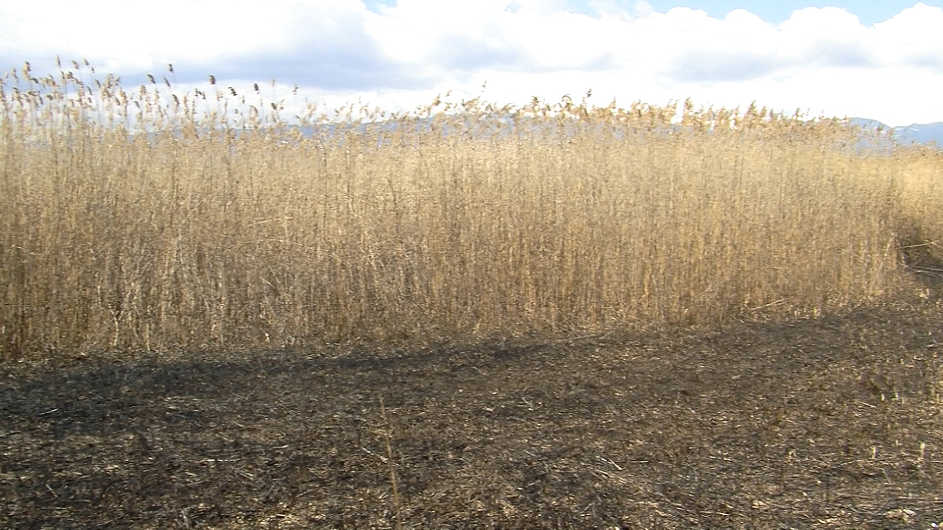 Опожарена трска на брегот на Охридско Езеро кај Калишта | Портал ТВМ